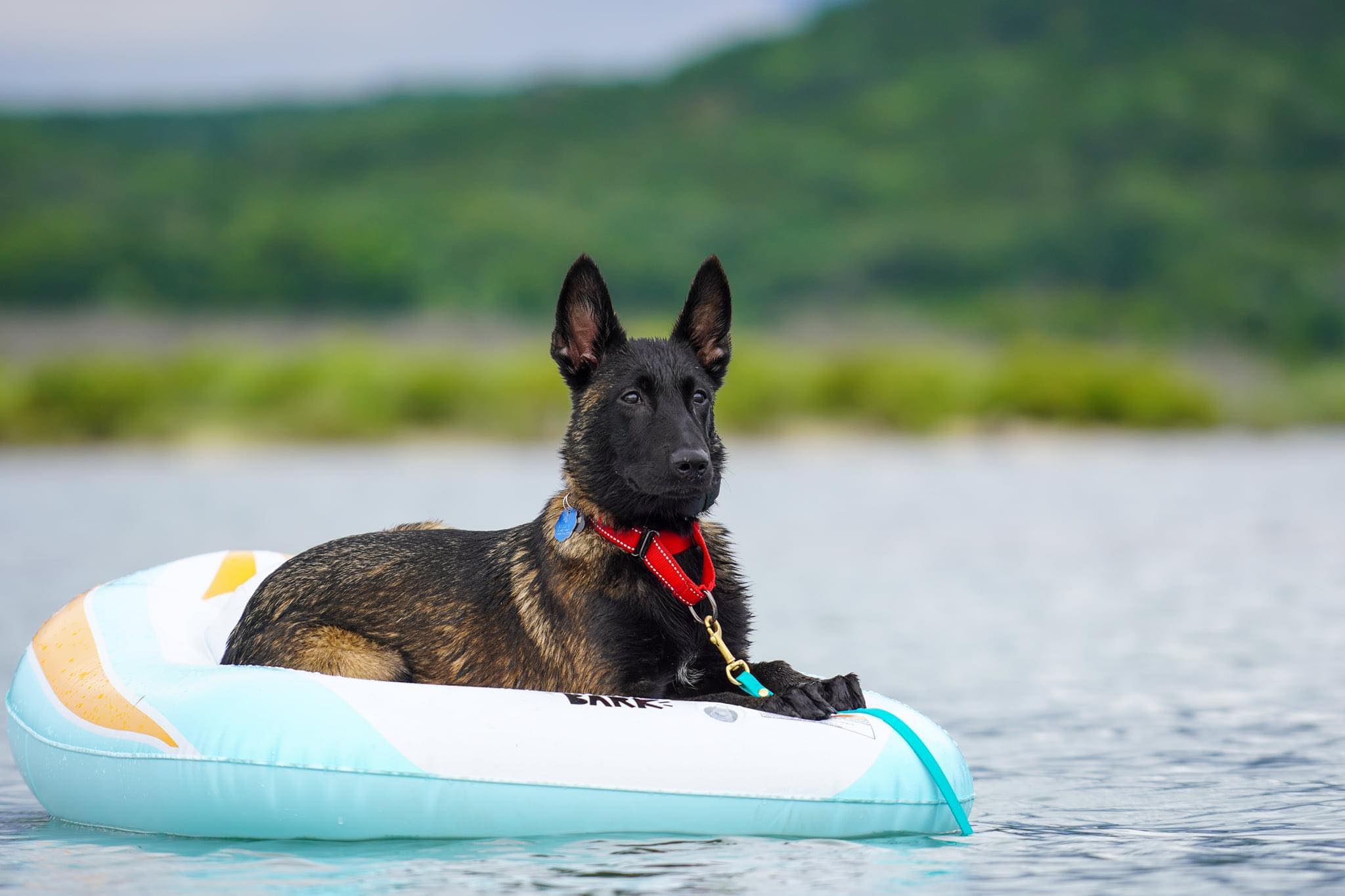 Adventure Dog Virginia – Best Dog Trainers in Virginia