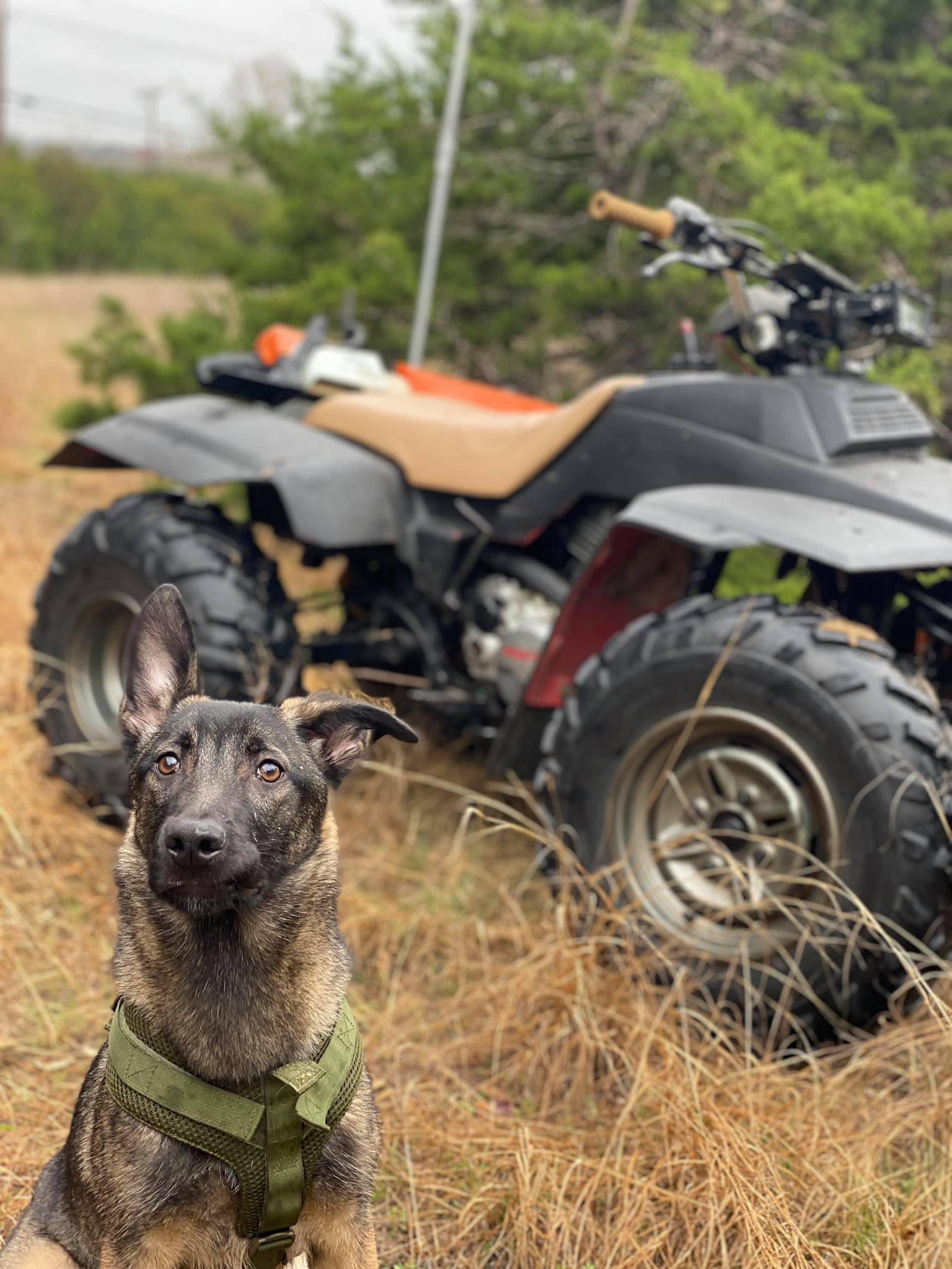 Adventure Dog Virginia – Best Dog Trainers in Virginia