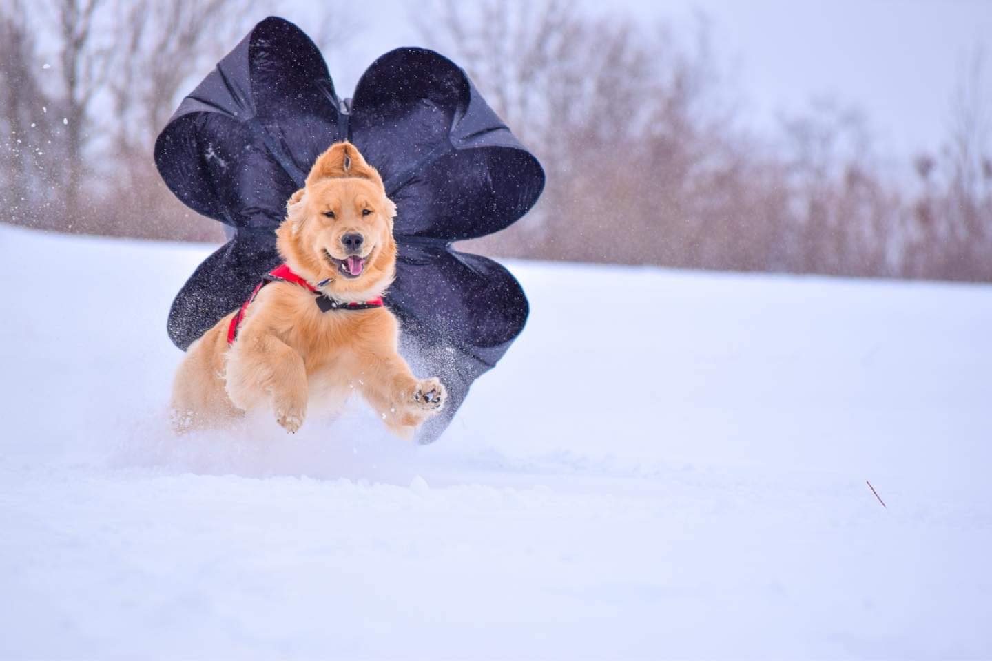 Adventure Dog Virginia – Best Dog Trainers in Virginia