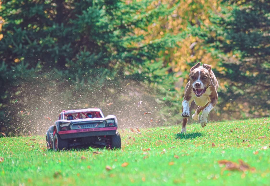 Adventure Dog Virginia – Best Dog Trainers in Virginia